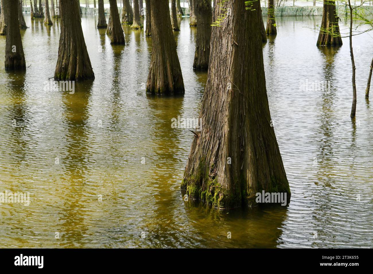Photo of tree roots in a fir forest growing in water Stock Photo - Alamy
