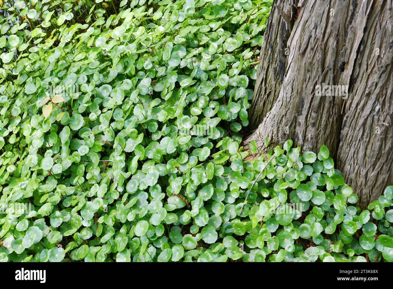 Photo of tree roots in a fir forest growing in water Stock Photo - Alamy