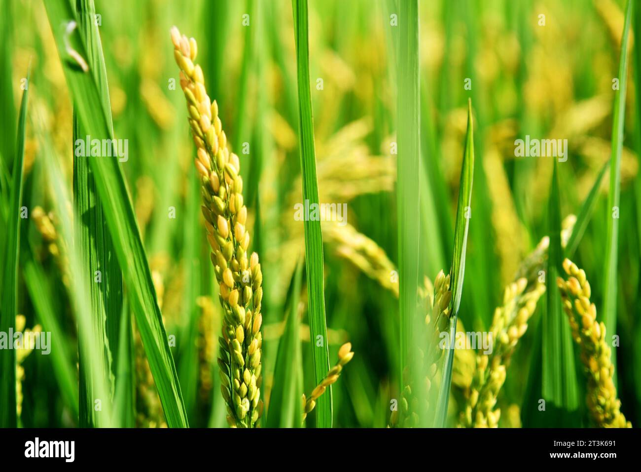 Detail photo of an ear of rice in a rice field Stock Photo - Alamy