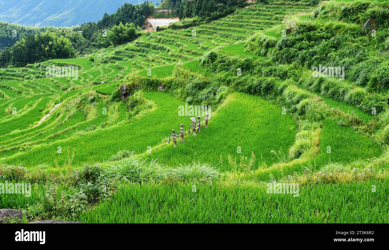 Panoramic photo of rural terraced fields, China, Zhejiang Province ...