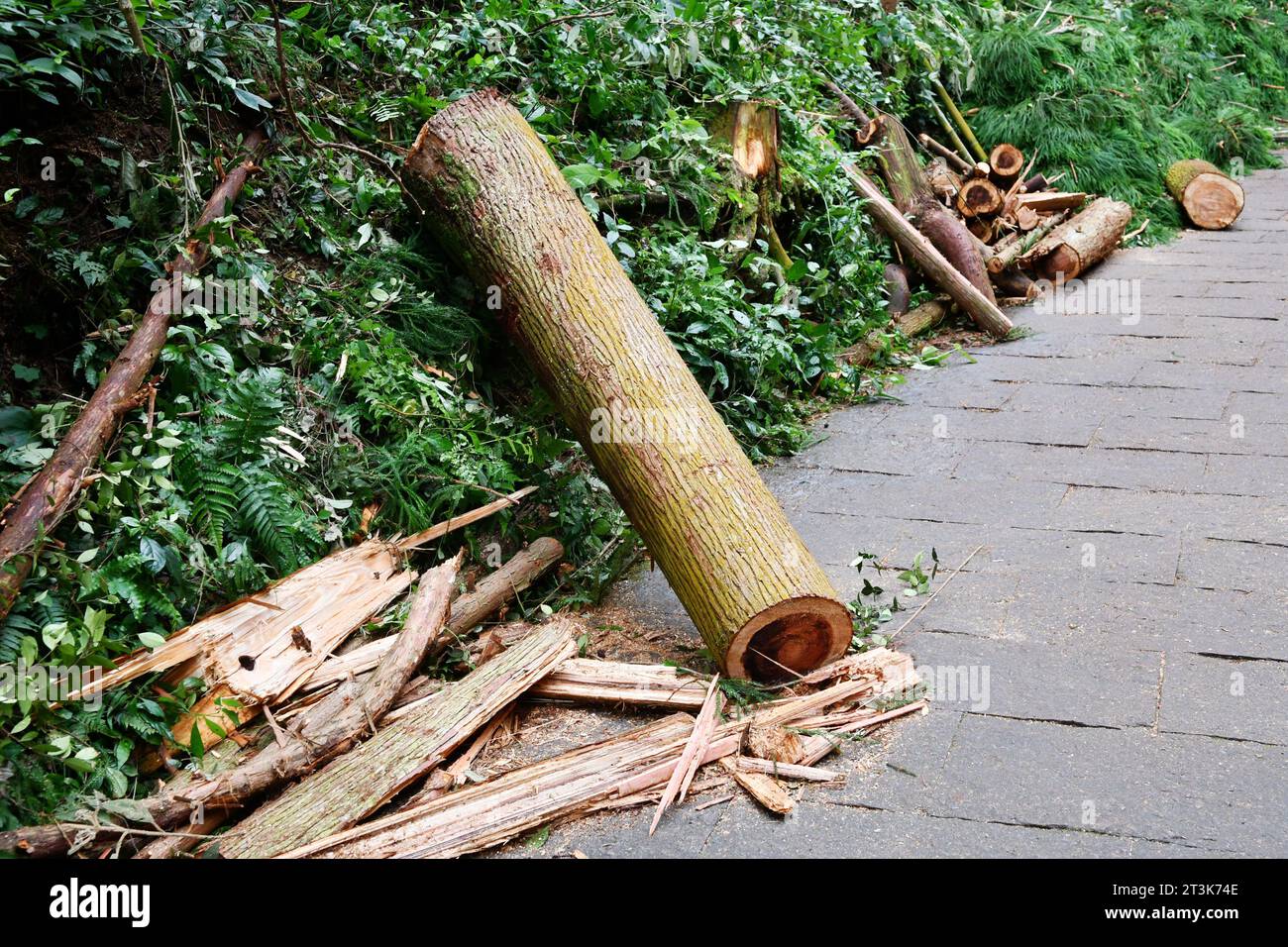 Photo of some felled trees, Zhejiang Province, China Stock Photo - Alamy