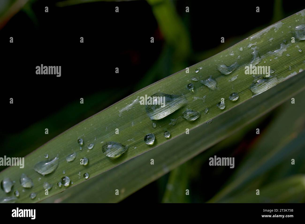 Green blade of grass with droplets of water Stock Photo - Alamy