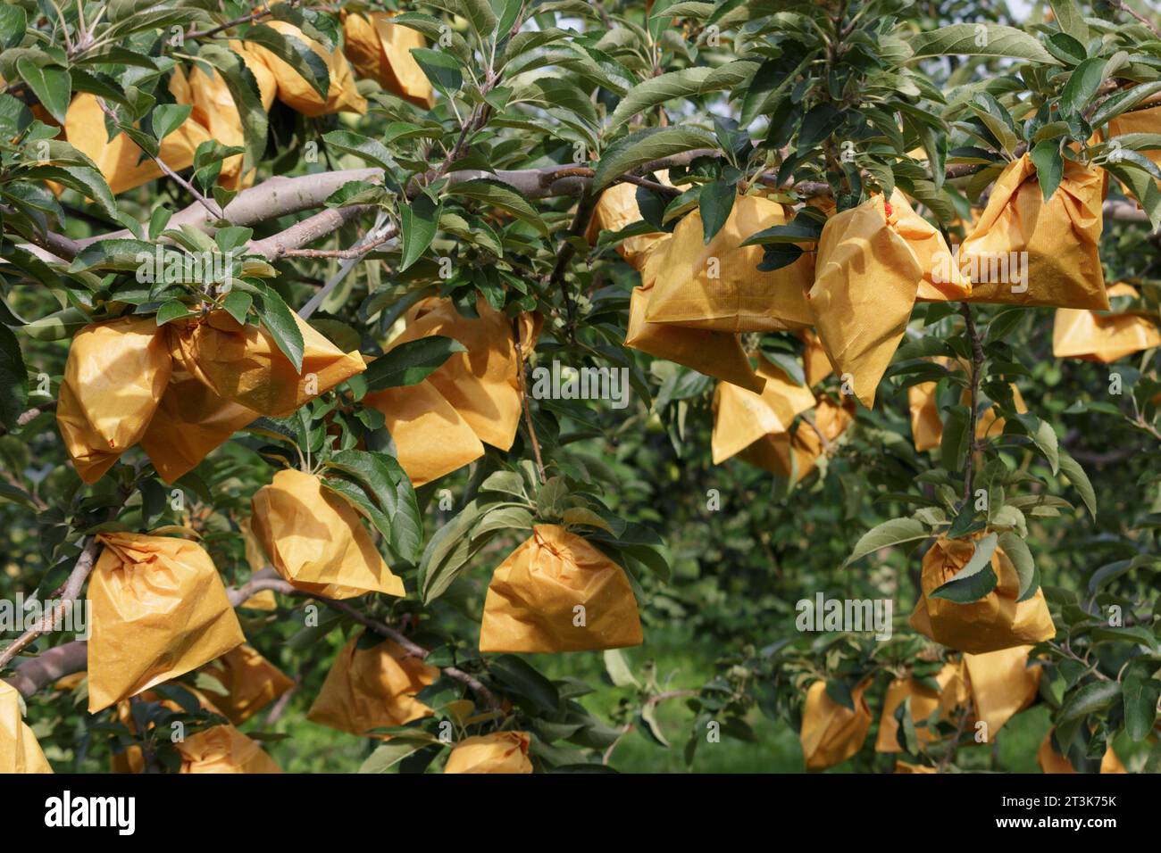 Fruit protection bag hi-res stock photography and images - Alamy