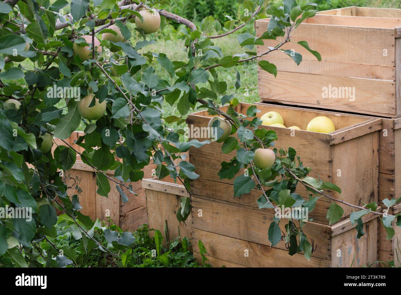 Harvest apples in wooden boxes in an orchard Stock Photo - Alamy