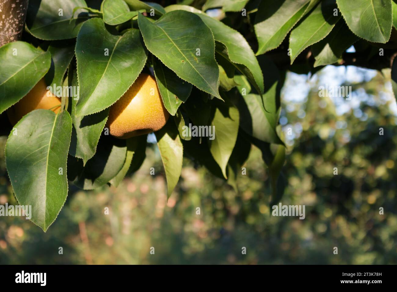 Pear growing on the tree hi-res stock photography and images - Alamy