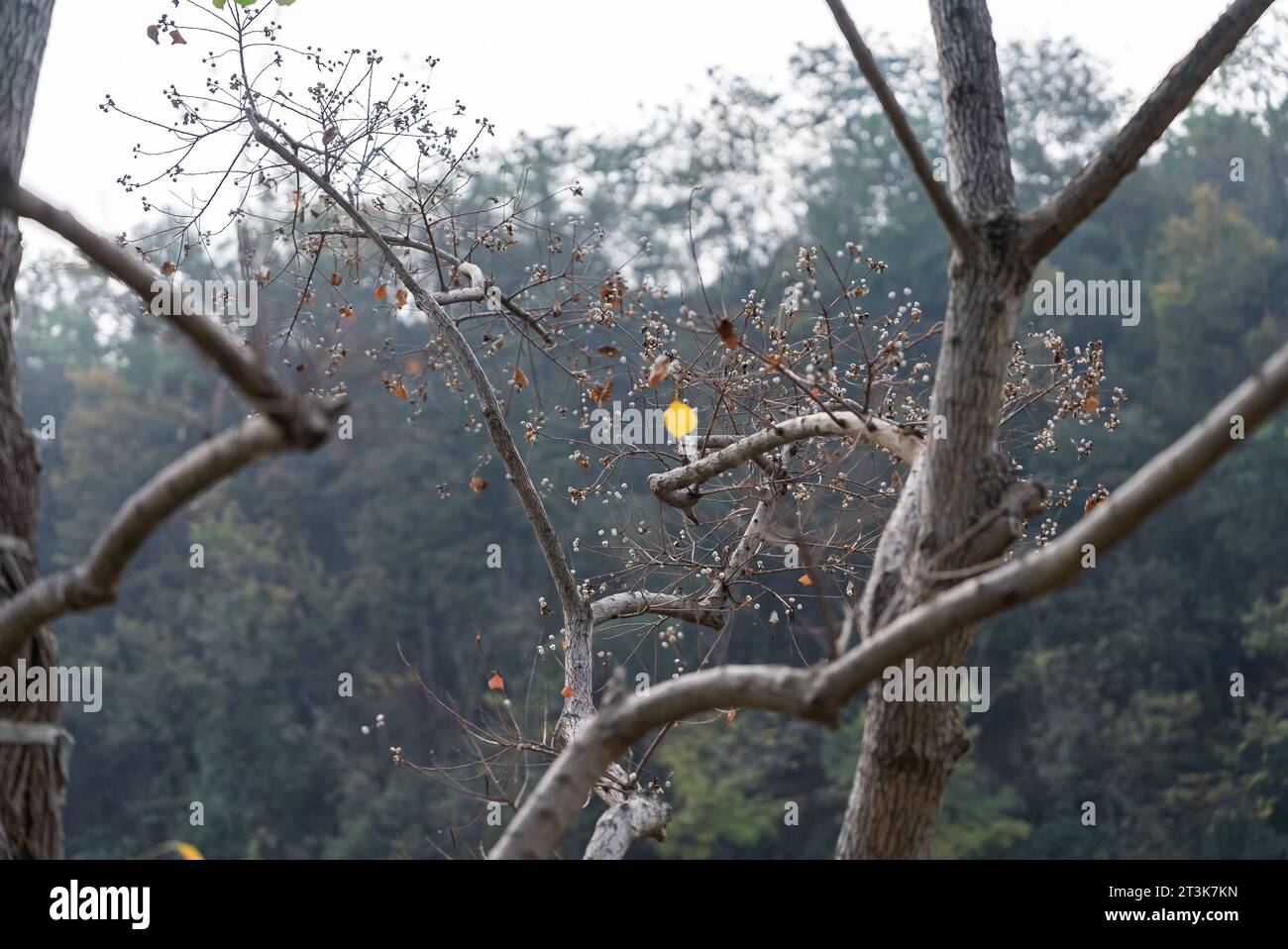 Withered branches hi-res stock photography and images - Alamy