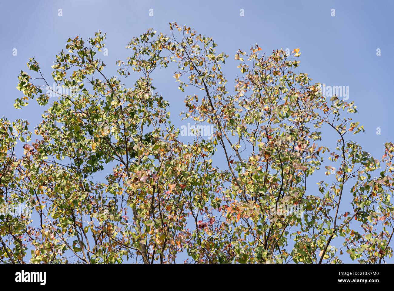Withering trees hi-res stock photography and images - Alamy