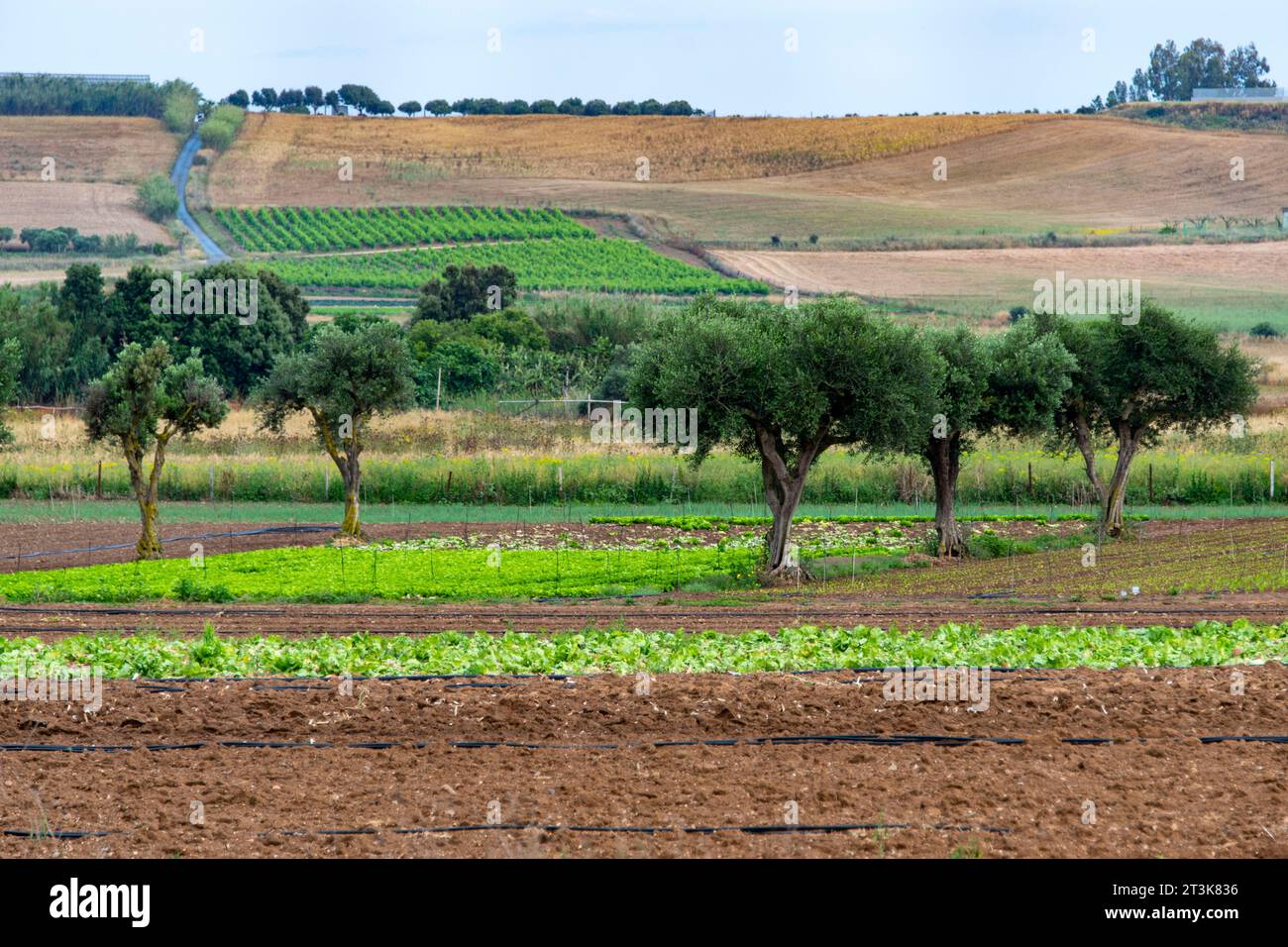 Agricultural Fields in South Sardinia - Italy Stock Photo - Alamy