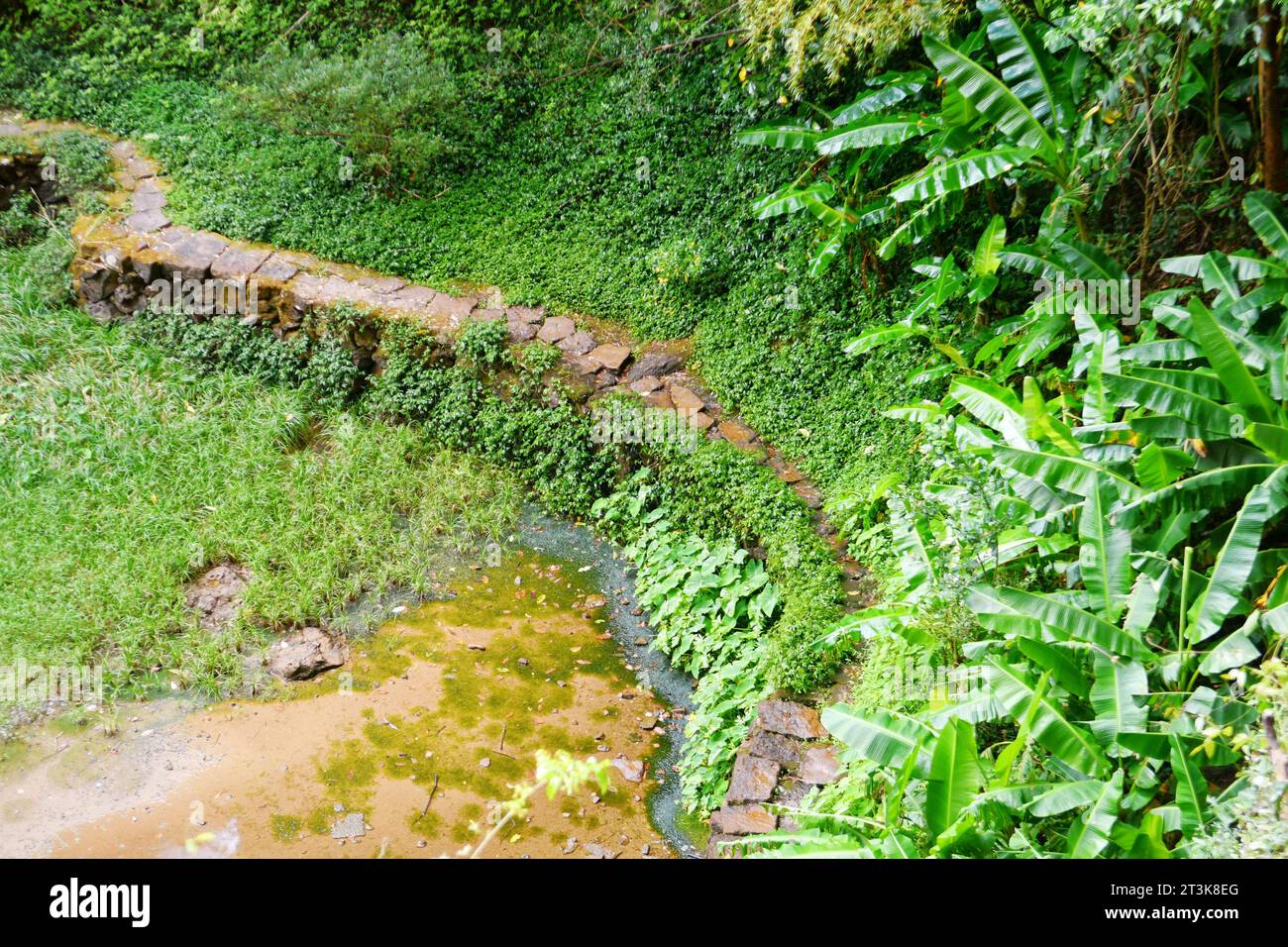 Photo of a stone path in the jungle Stock Photo - Alamy
