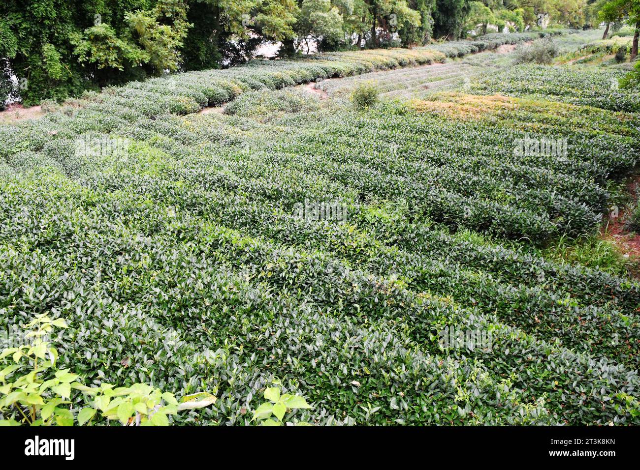 Photo of traditional tea gardens in southern China Stock Photo - Alamy