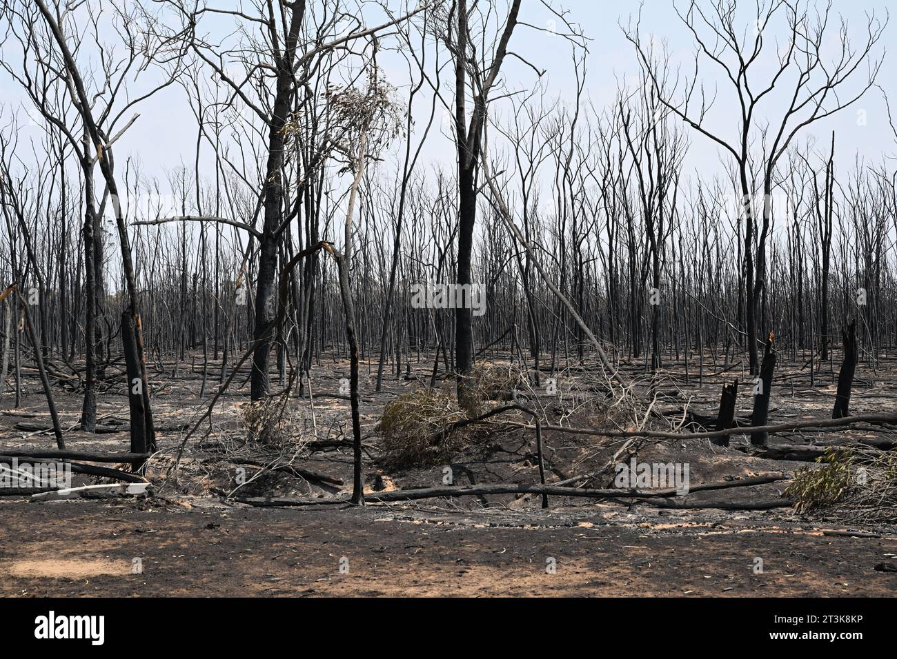 Tara, Australia. 26th Oct, 2023. Bushland is seen after being destroyed ...