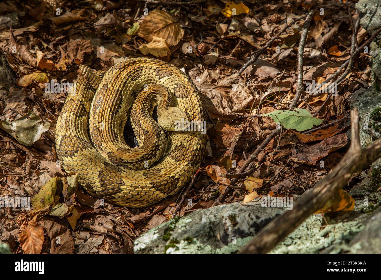 Timber rattlesnake coiled on the forest floor at a New York den site ...
