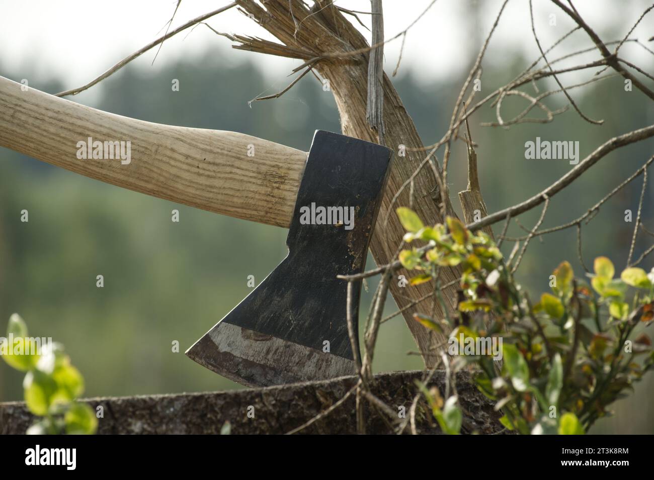An ax or hatchet stuck in a tree stump in the background of a felled ...