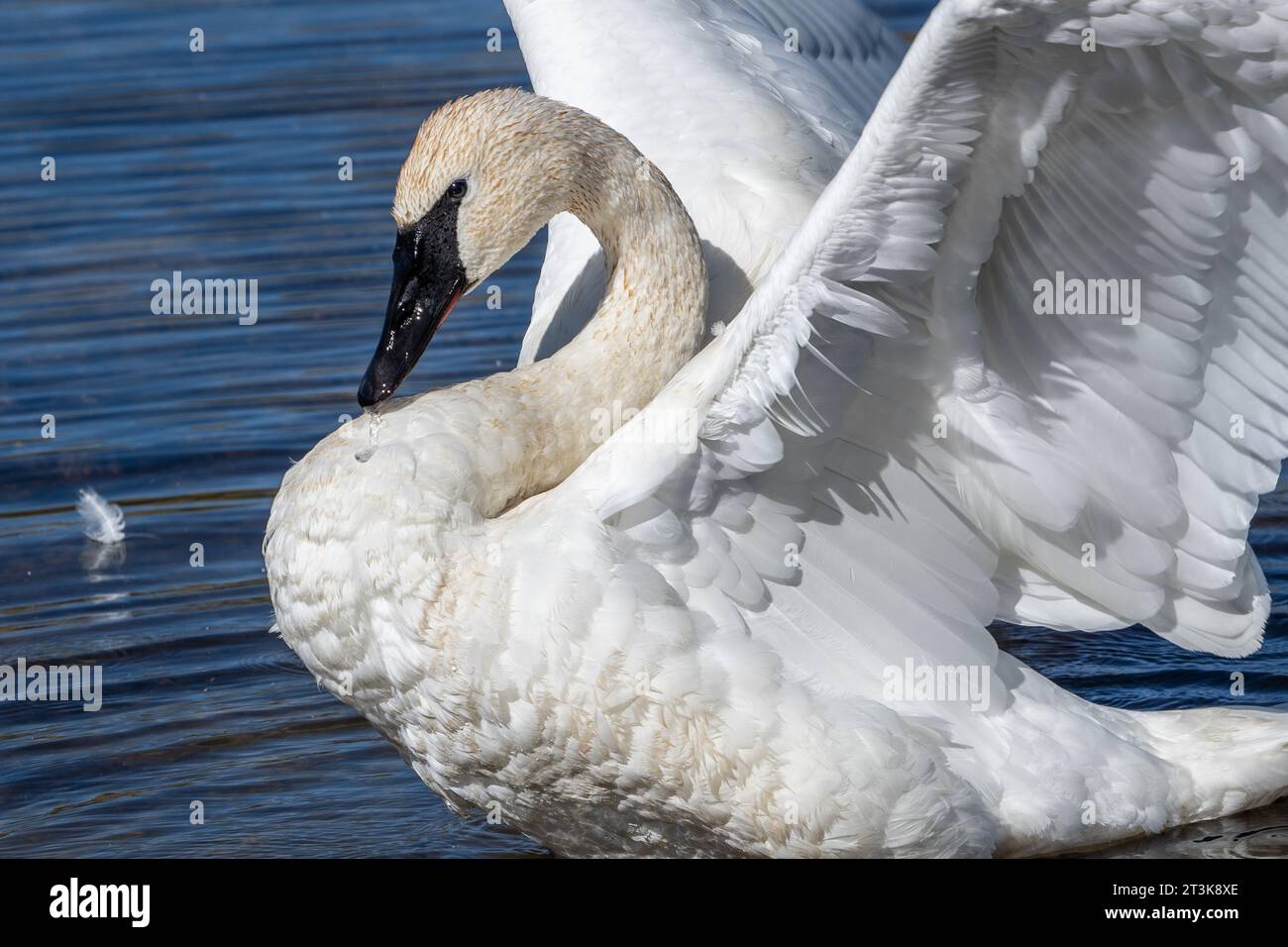 Trumpeter Swan (Cygnus buccinator) swims in Swan in Yellowstone ...