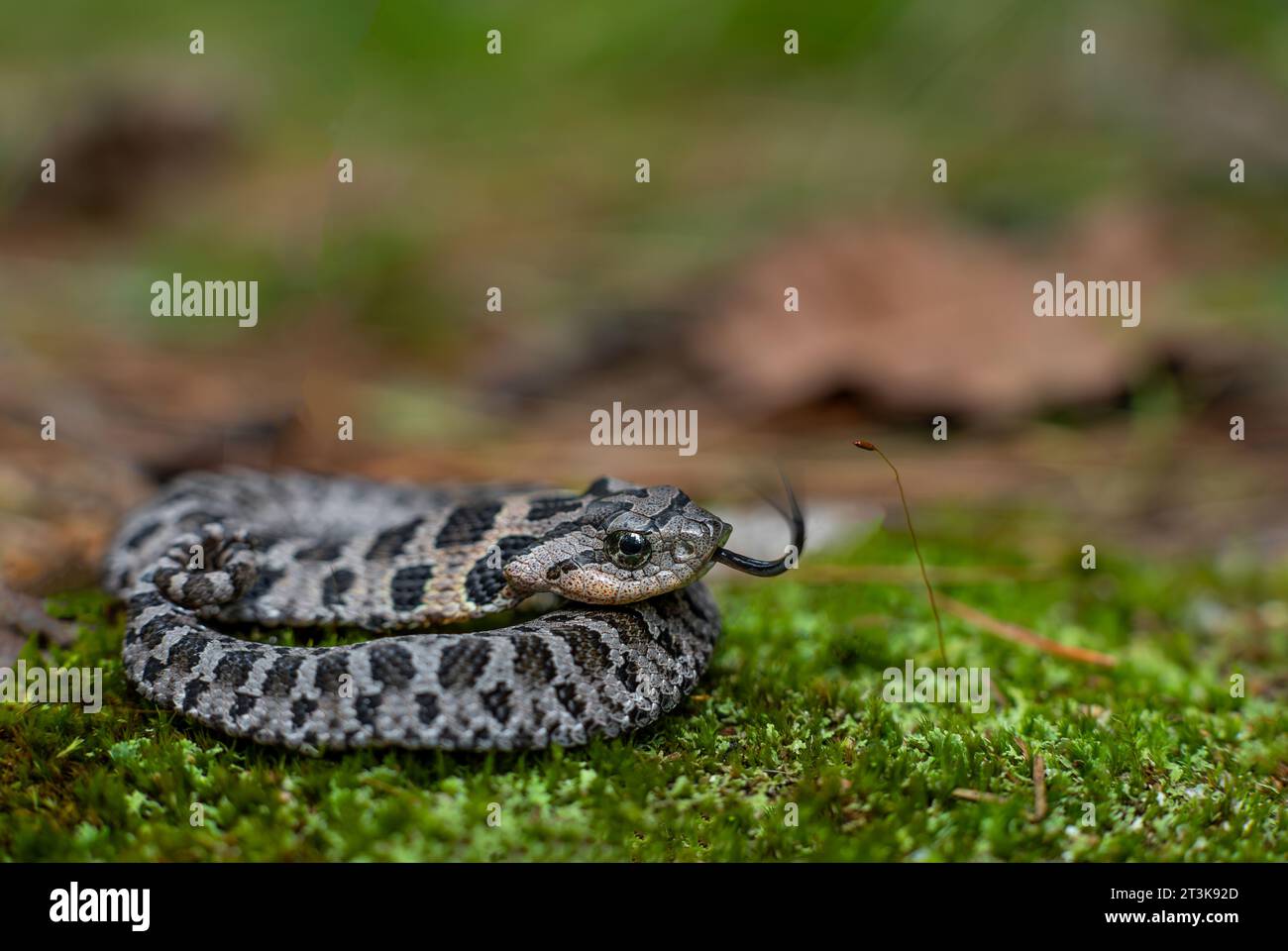 Baby eastern hognose snake from Massachusetts Stock Photo - Alamy