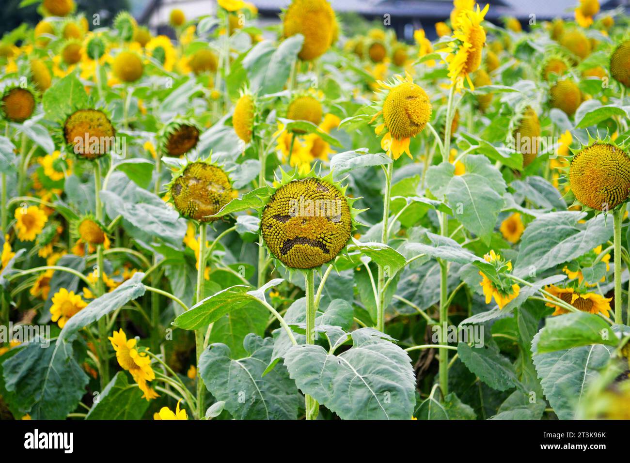 Photo of a crying face on a sunflower in the garden Stock Photo - Alamy