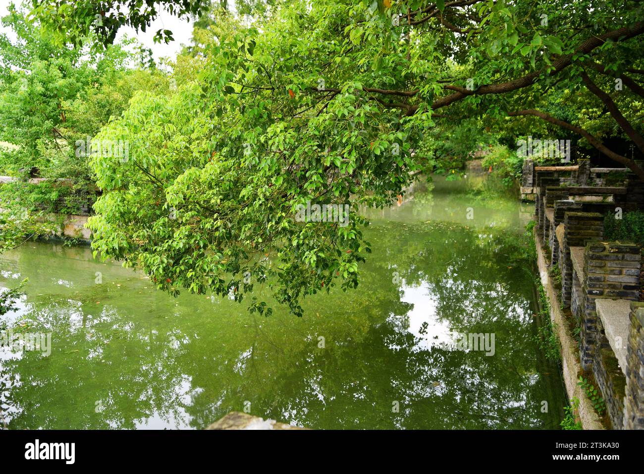 Photo of a tree branch hanging on a pond Stock Photo - Alamy