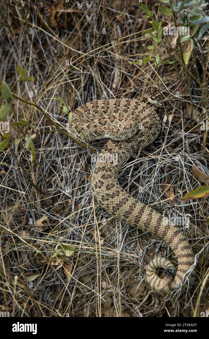 Prairie rattlesnake from Alberta, Canada Stock Photo - Alamy