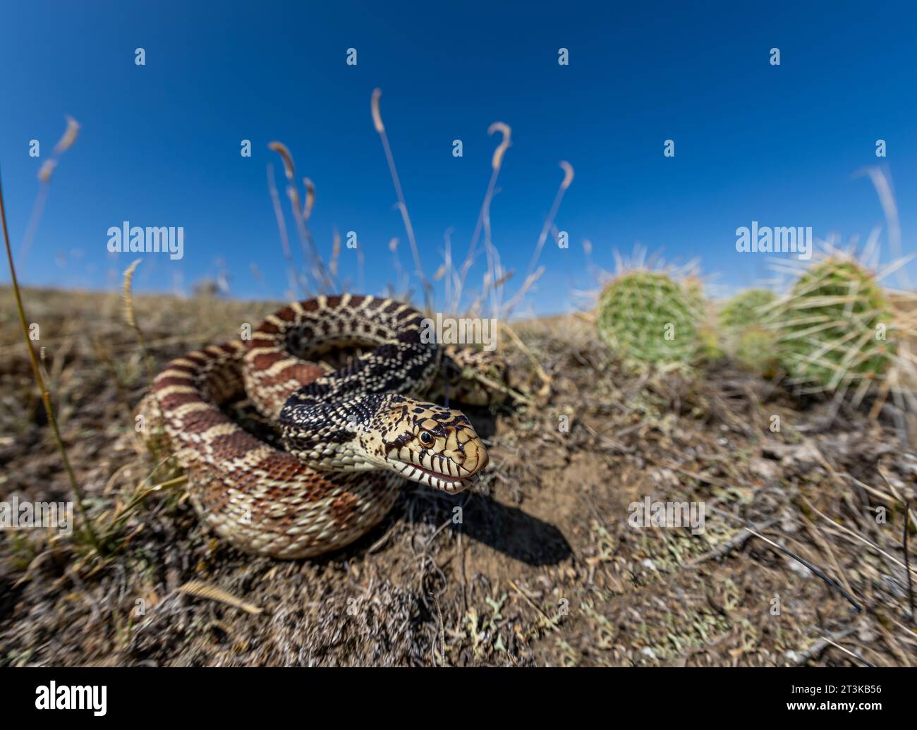 Bull snake hissing from Alberta, Canada Stock Photo - Alamy