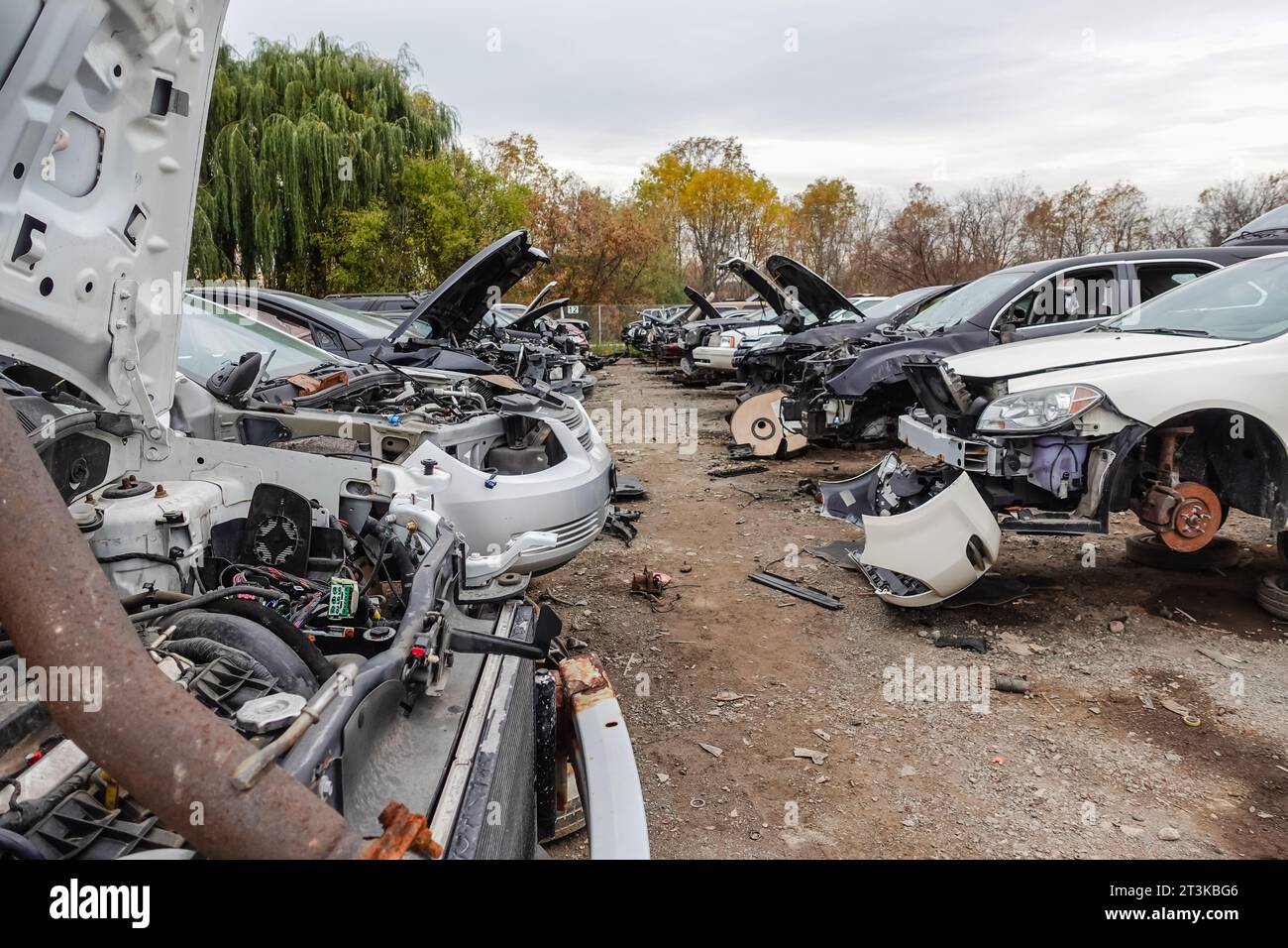 An outdoor auto junkyard with rows of cars Stock Photo - Alamy