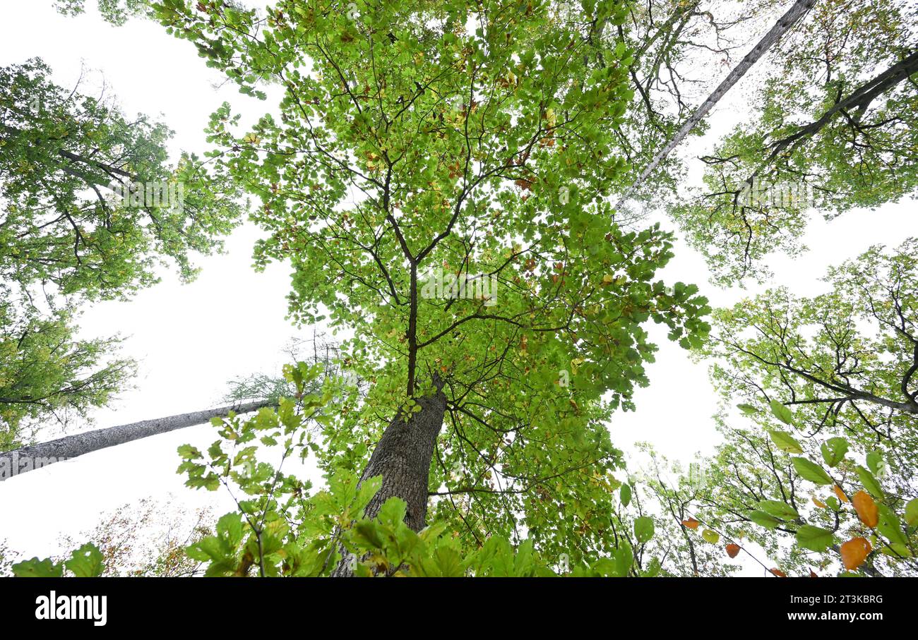 Geislingen, Germany. 23rd Oct, 2023. A forest patch from a frog's ...