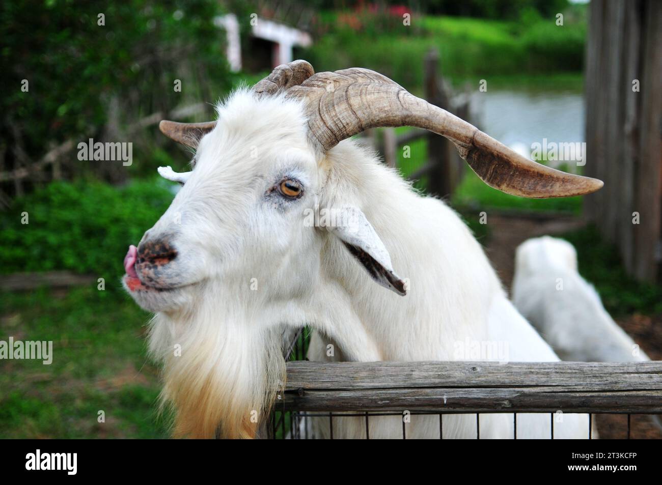 Photo of a goat hi-res stock photography and images - Alamy