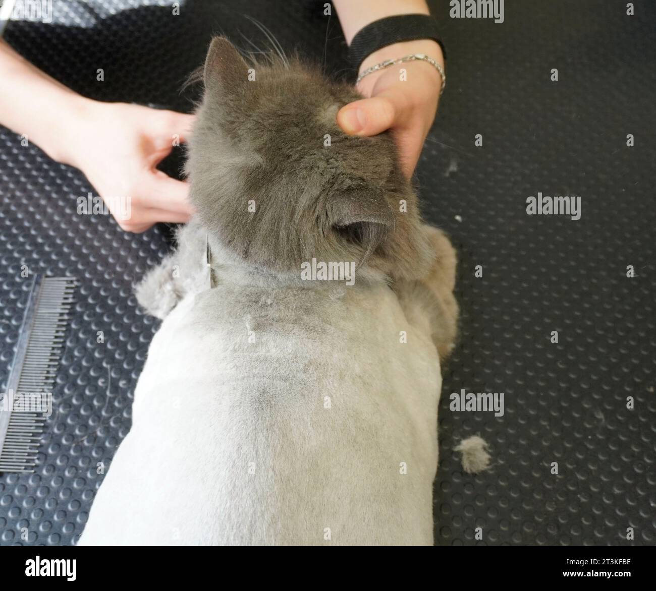 cat visits groomer, groomer cutting cat Stock Photo - Alamy