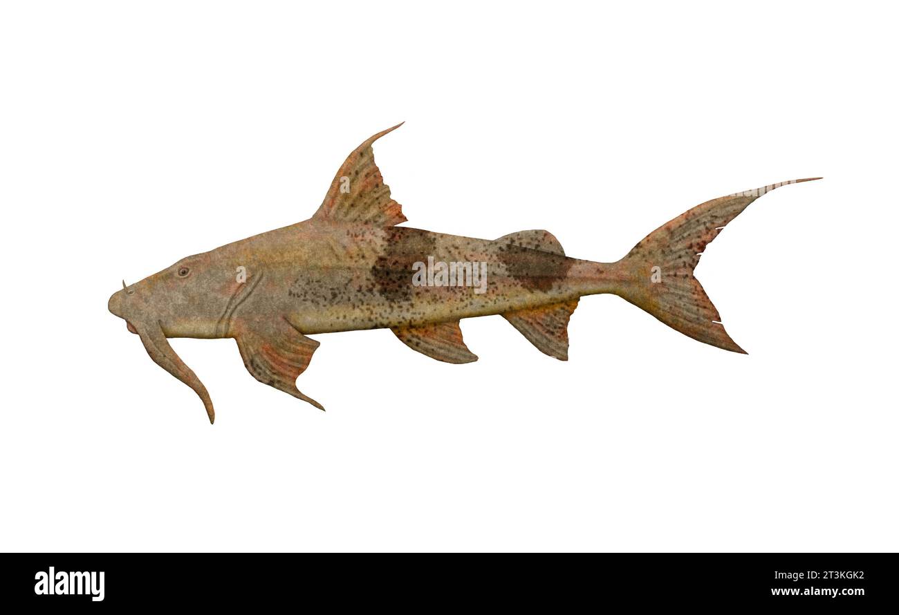 Devil catfish bagarius bagarius hi-res stock photography and images - Alamy