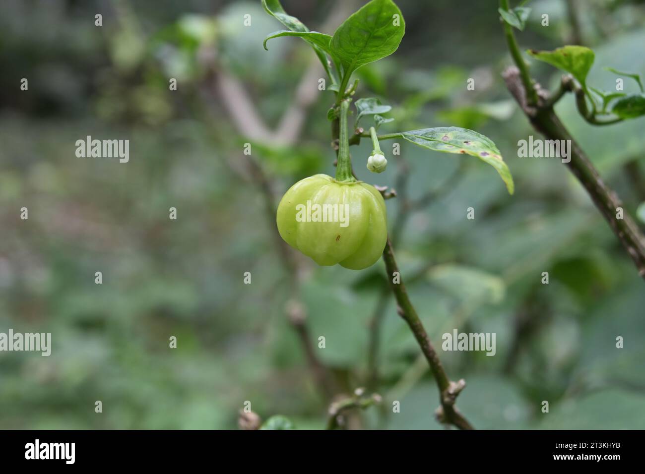 Chili fruit hangs hi-res stock photography and images - Alamy