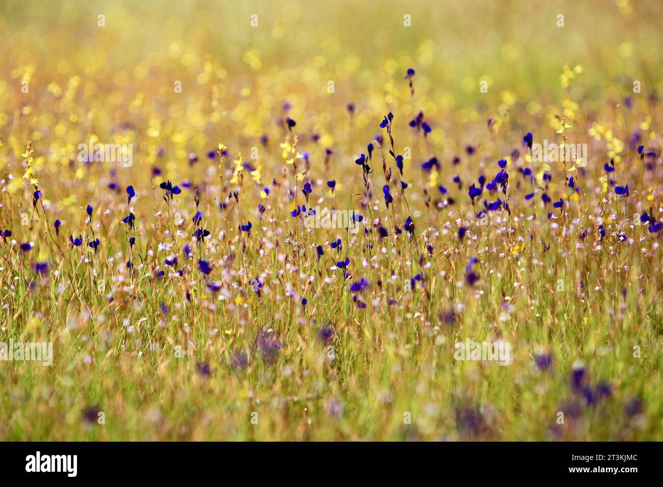 wild flower field at the rocky plateau of Pha Tam National Park, Ubon ...