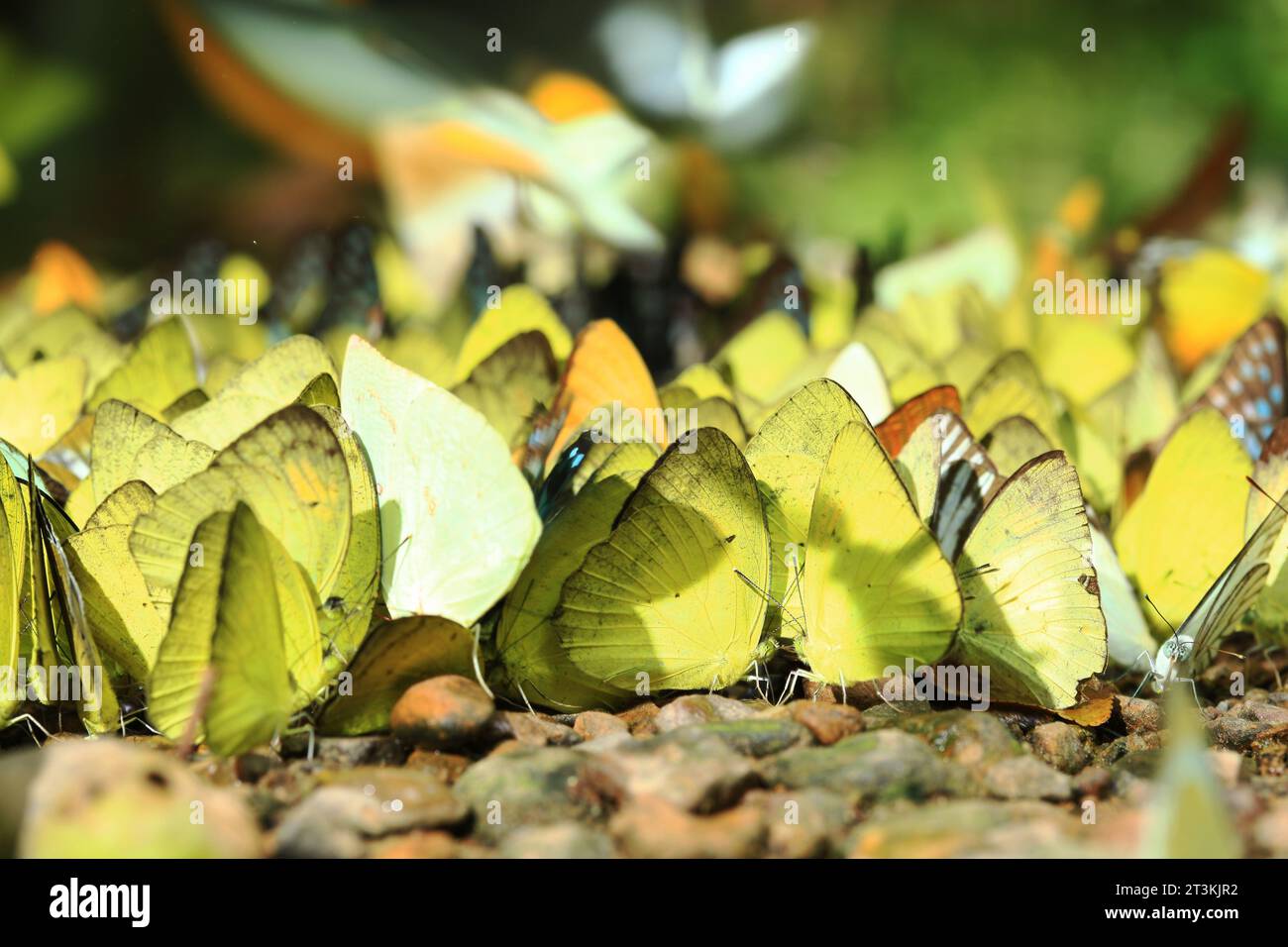 Ban krang camp hi-res stock photography and images - Alamy