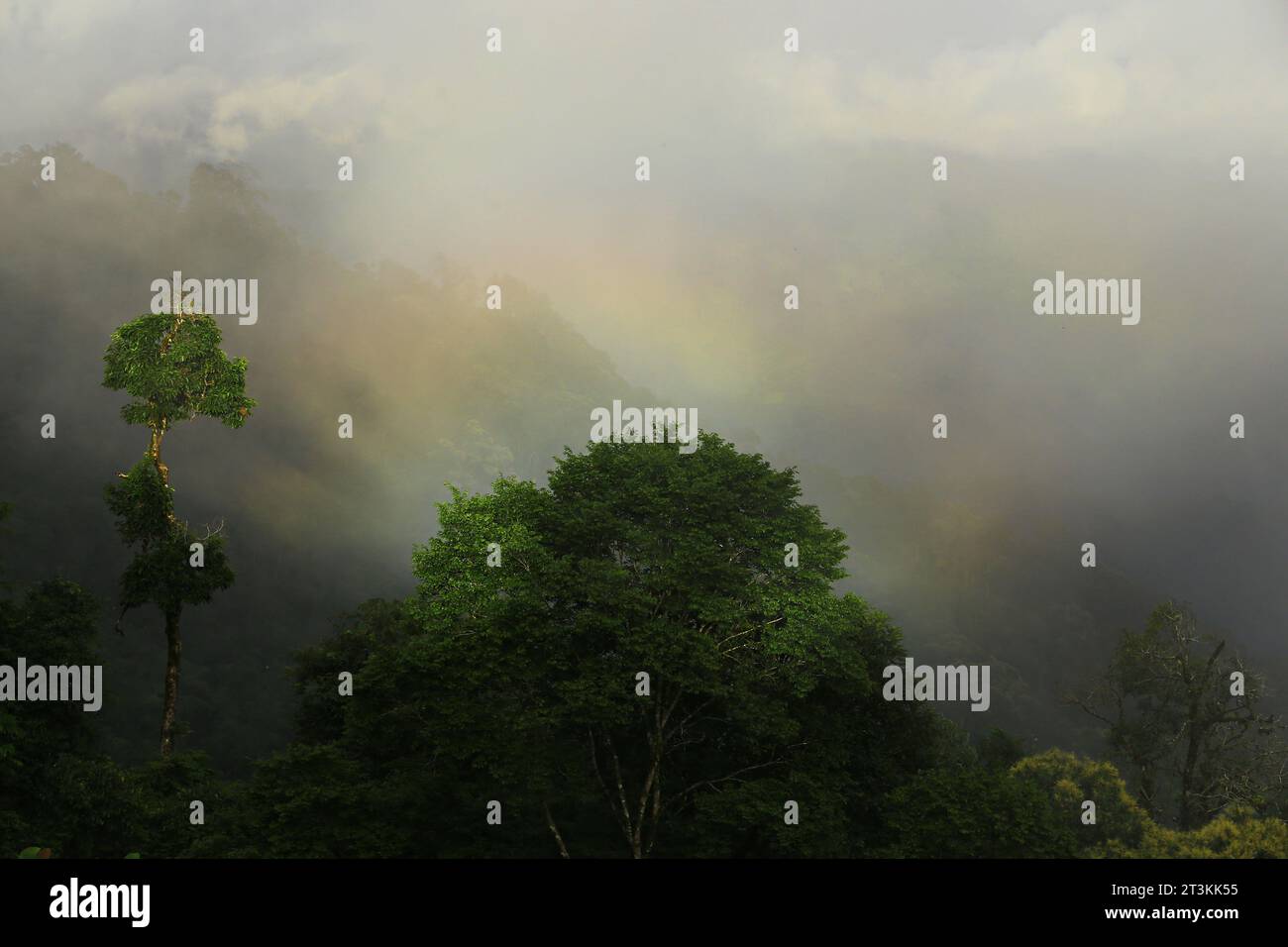 Morning fog in dense tropical rainforest, kaeng krachan Thailand Stock ...