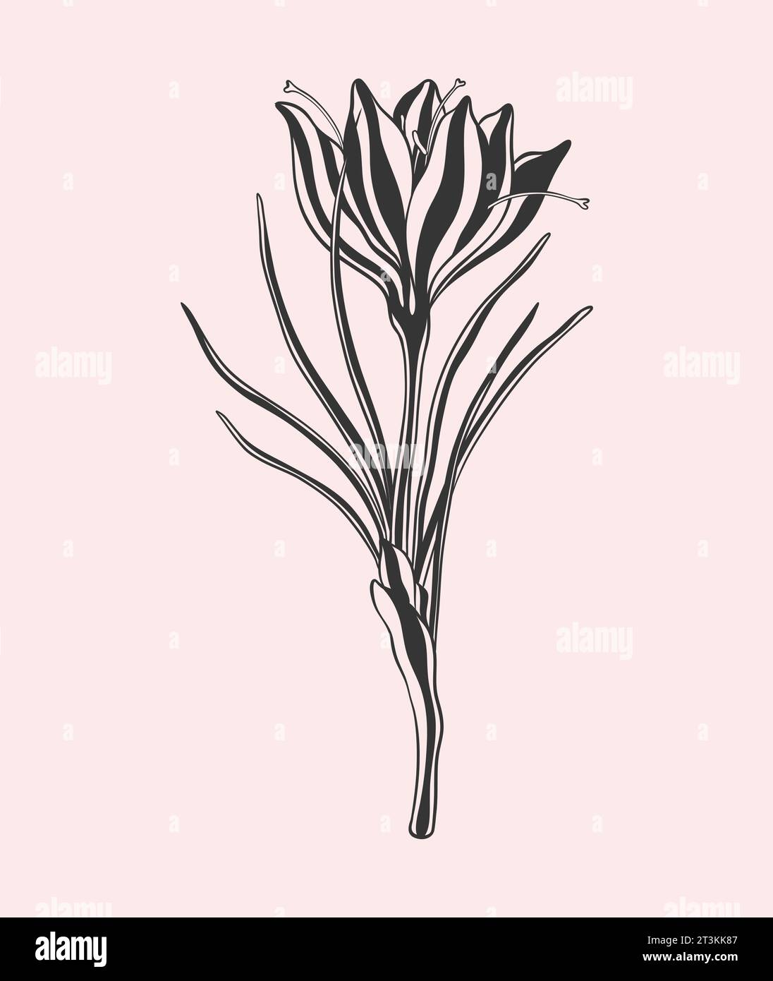 Floral crocus plant in art nouveau 1920-1930. Hand drawn crocus in a ...