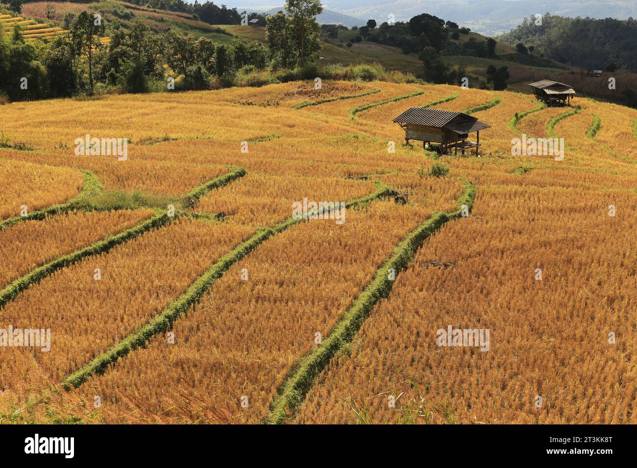 Piang hi-res stock photography and images - Alamy