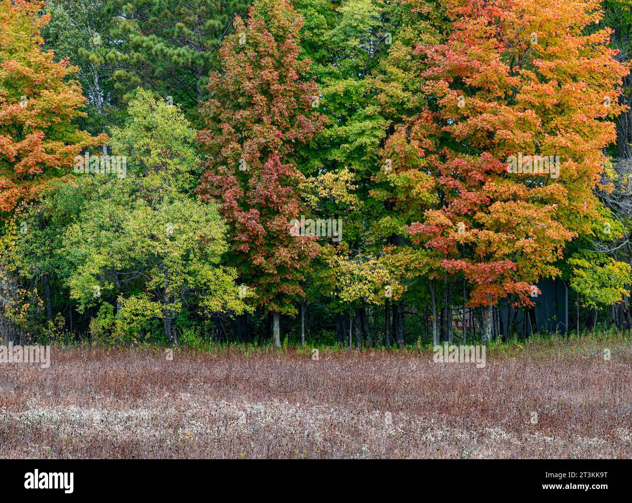 Concealed within this copse of trees lies a hidden barn, Door County ...