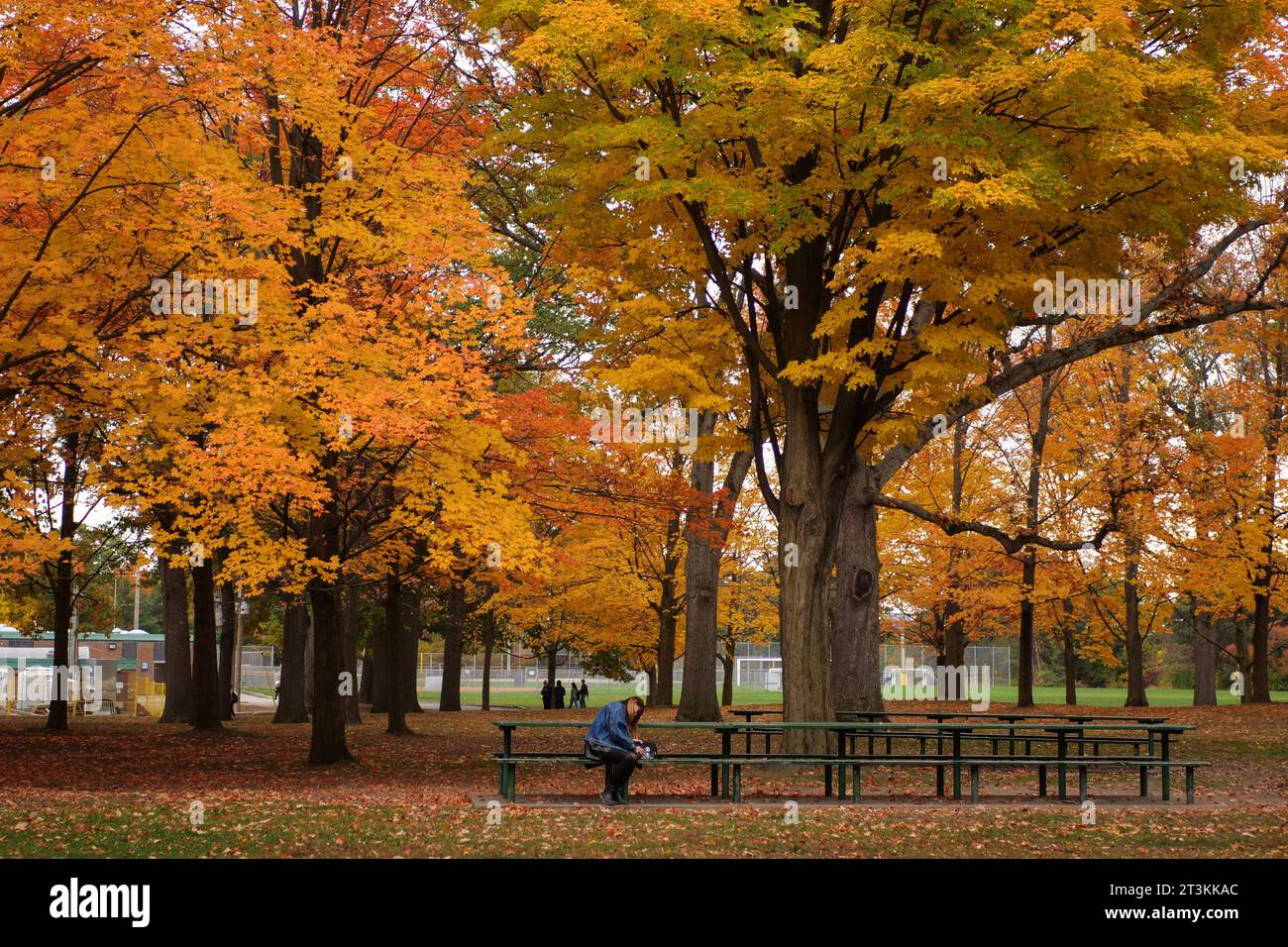 Toronto, Canada. 25th Oct, 2023. A person sits on a bench in High Park ...
