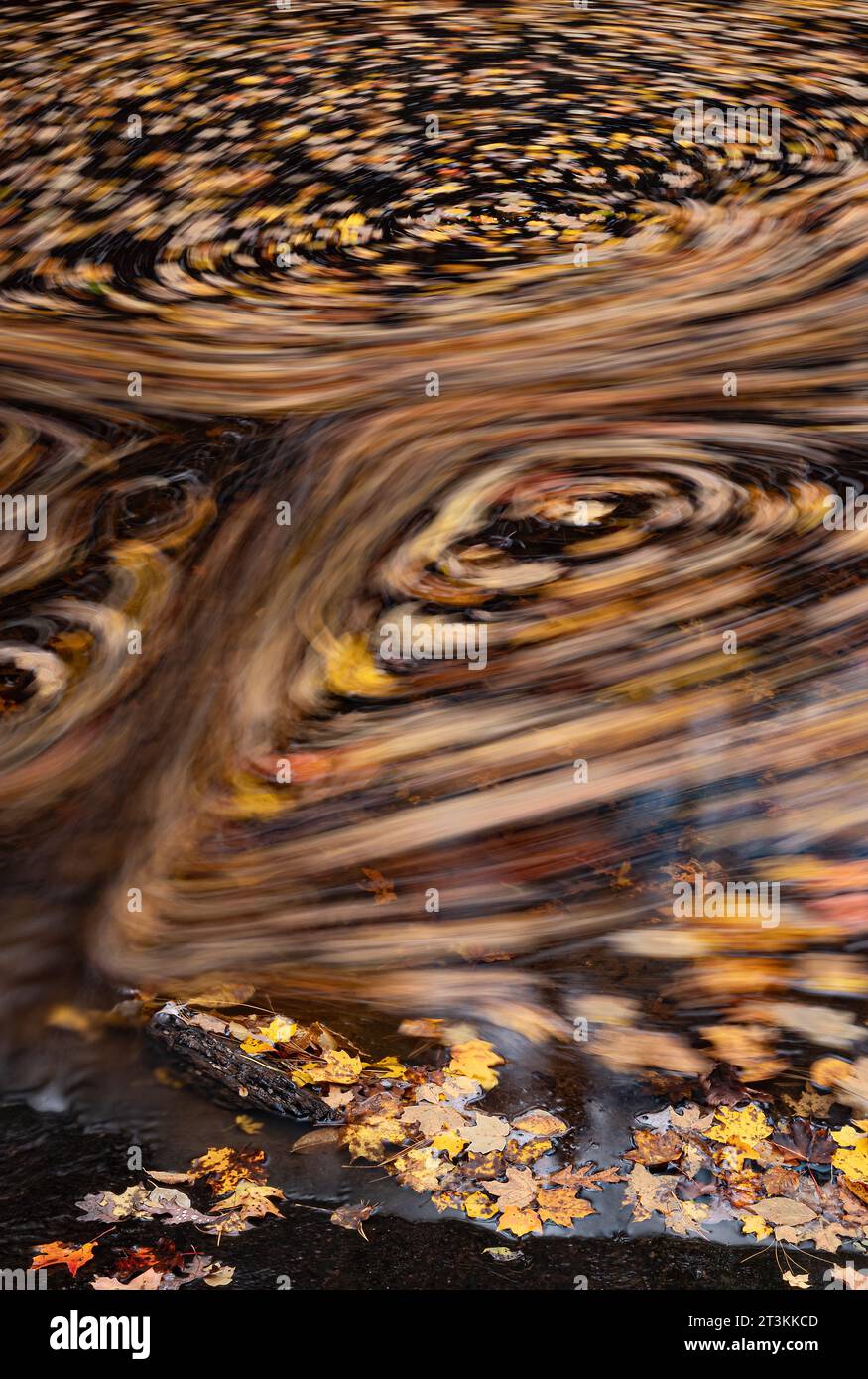 Autumn leaves swirl in a pool in the dells area of Matthiessen State ...