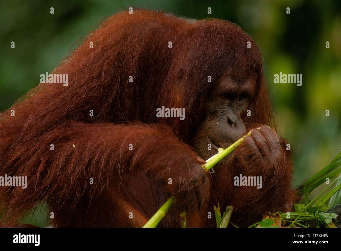 Adult orangutan busy with eating leaves on a rainy day, close up ...