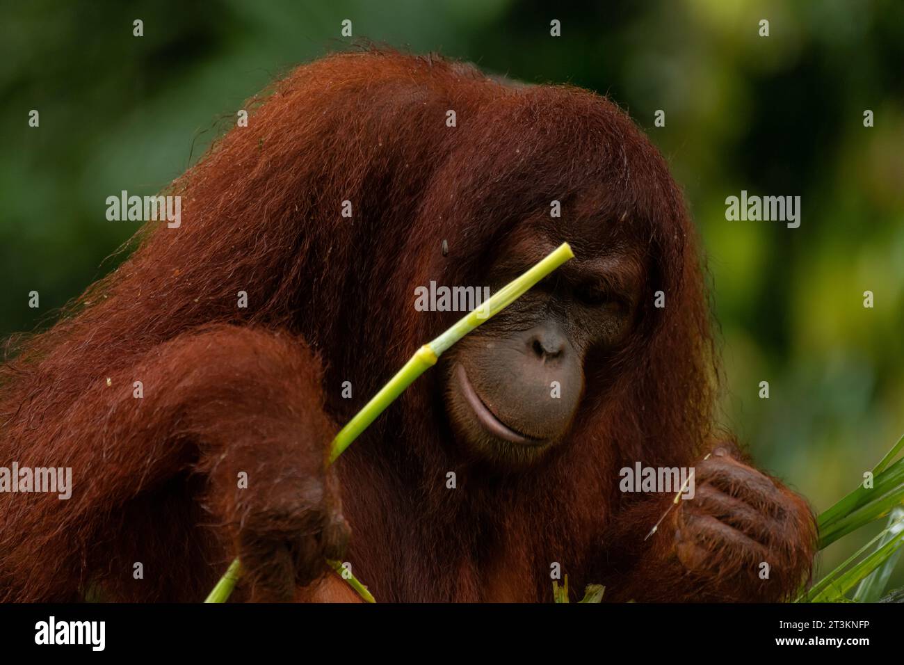 Adult orangutan busy with eating leaves on a rainy day, close up ...