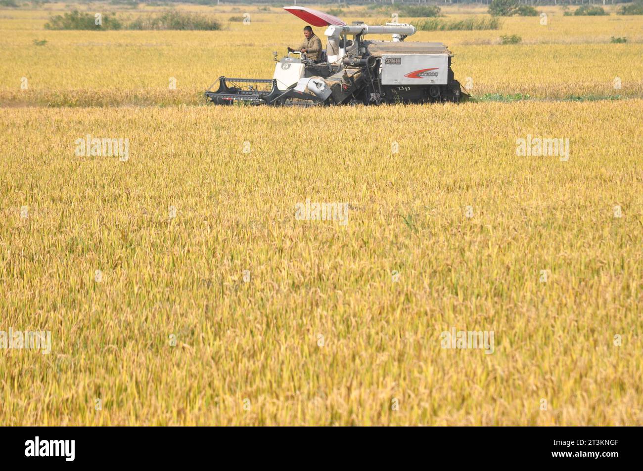 Farmers harvest rice in the field in Donghai County, Lianyungang City ...
