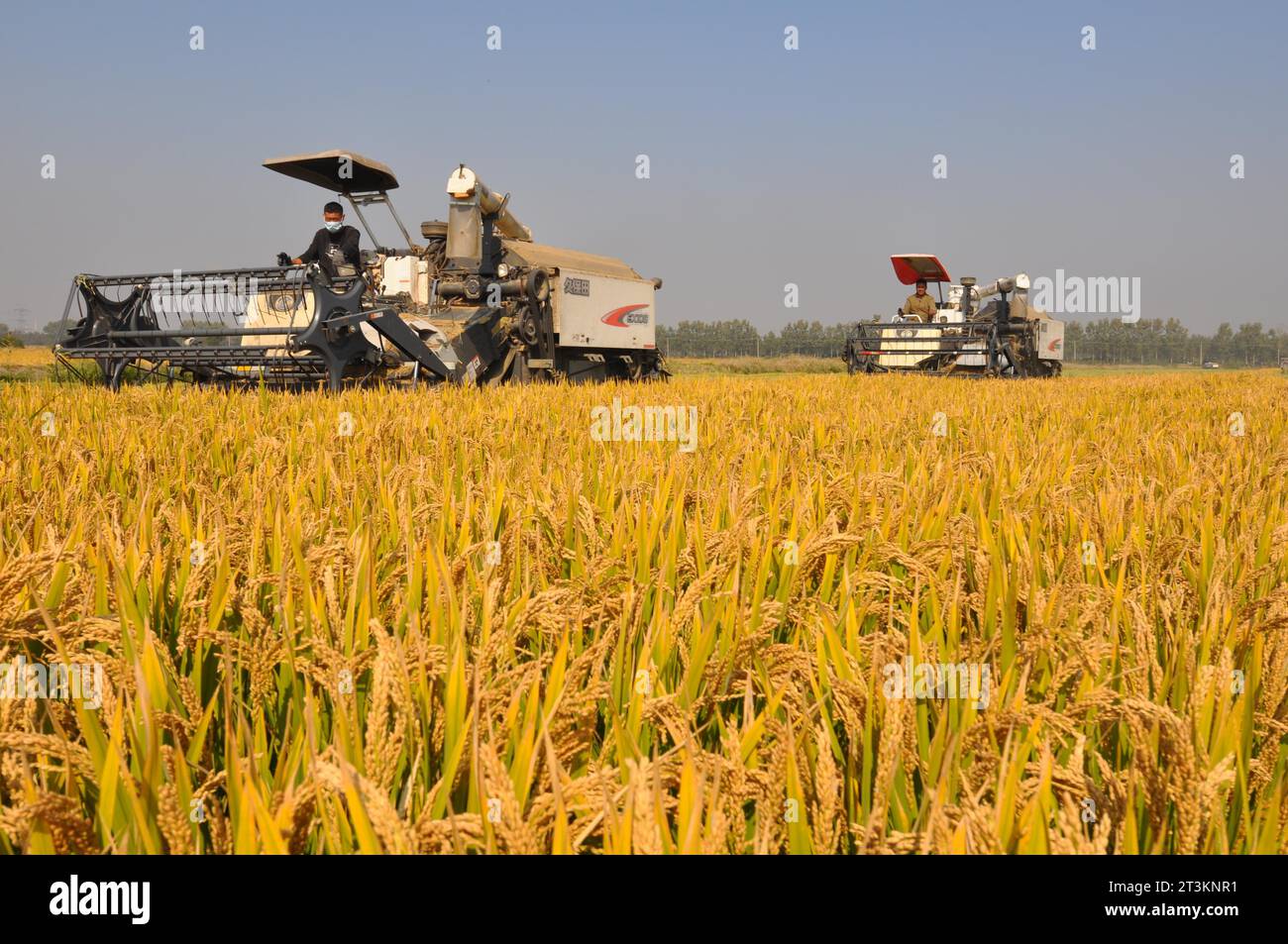 Farmers harvest rice in the field in Donghai County, Lianyungang City ...