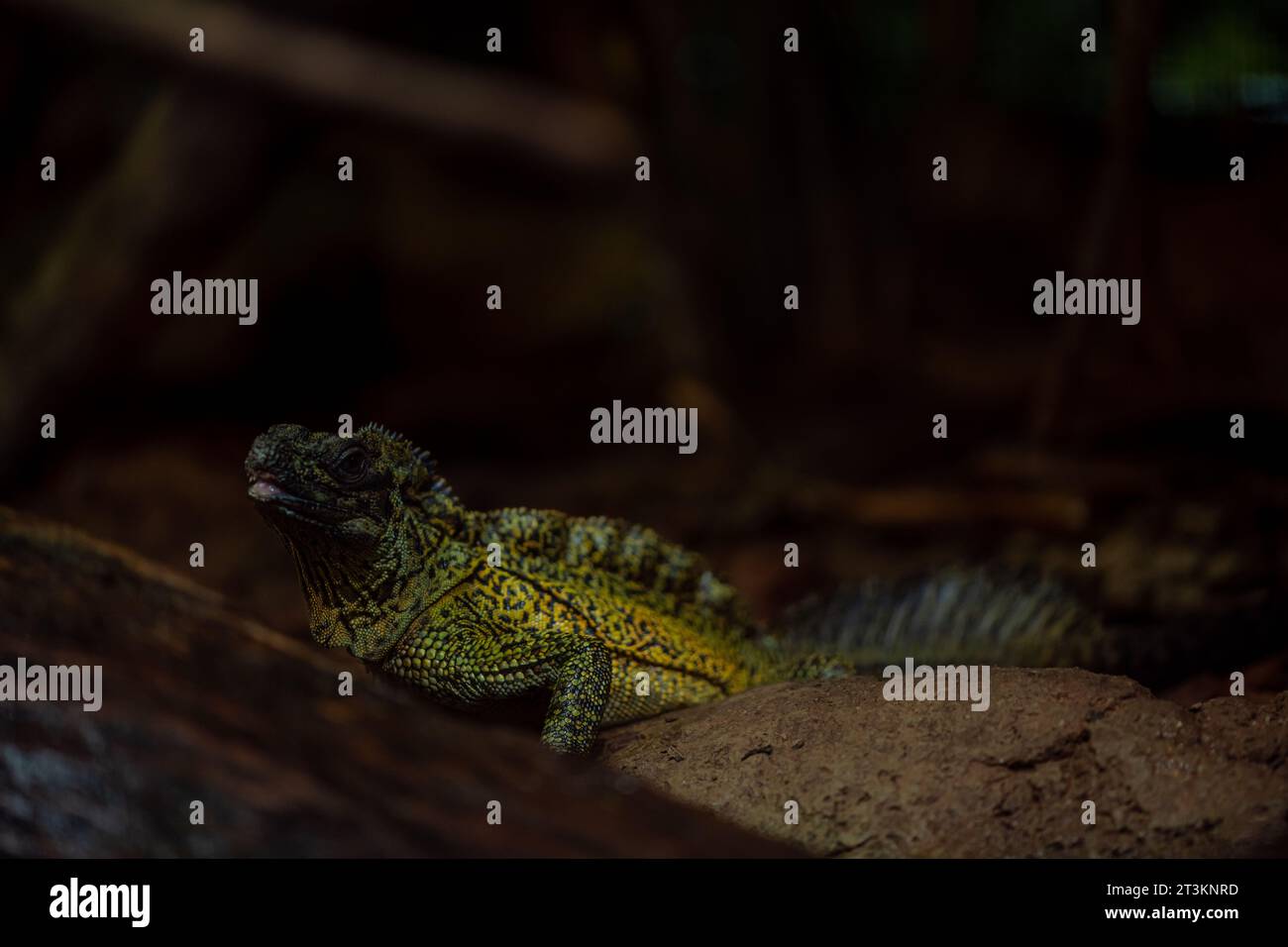 Philippine Sailfin Lizard: a shy and fantastically coloured Lizard ...