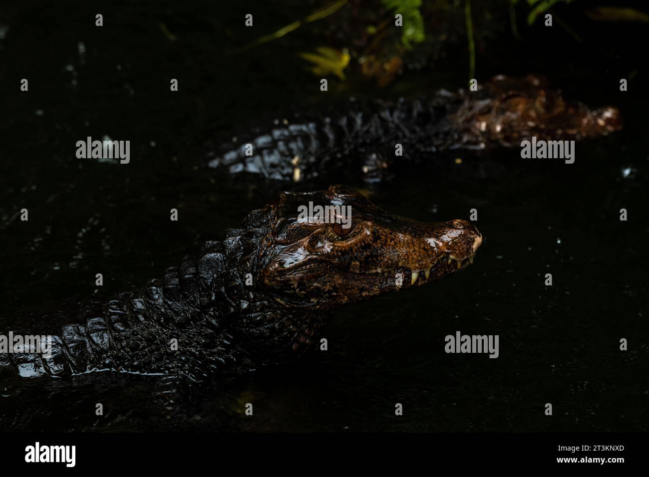 Portrait of the two Caimans over dark background on a rainy day from ...