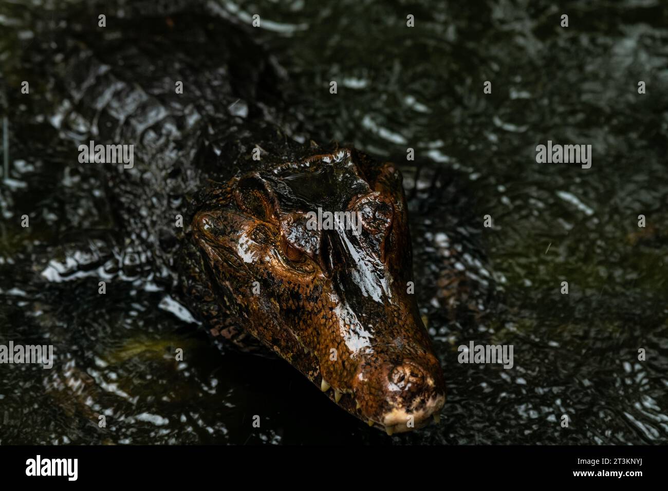 Portrait of Caiman over dark background on a rainy day from Ecuador ...