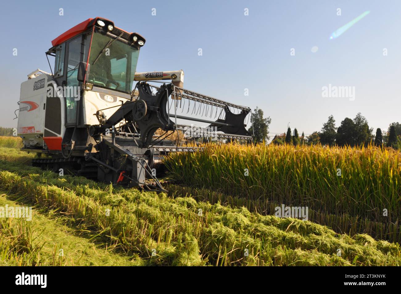 Farmers harvest rice in the field in Donghai County, Lianyungang City ...