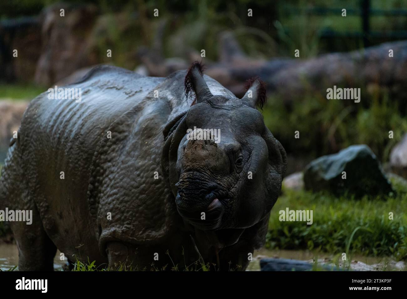 Rare almost extinct Indian Rhinoceros in the Singapore zoo during the ...