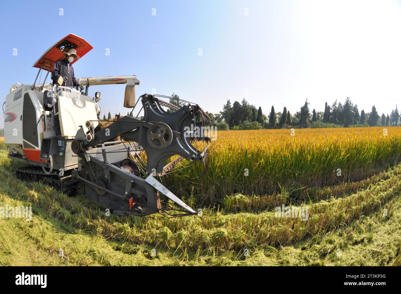 Farmers harvest rice in the field in Donghai County, Lianyungang City ...