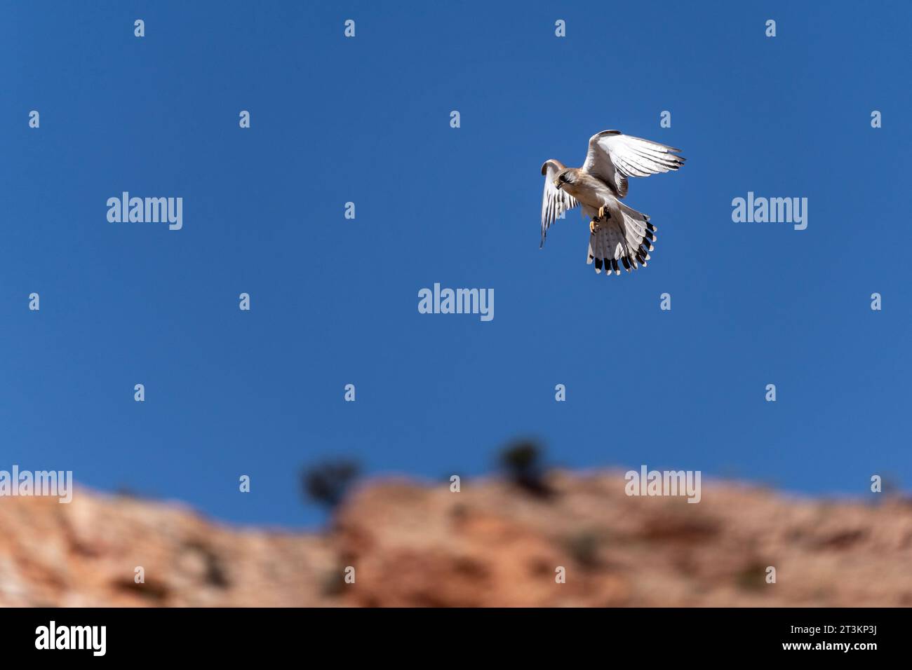 Australian brown falcon hi-res stock photography and images - Alamy