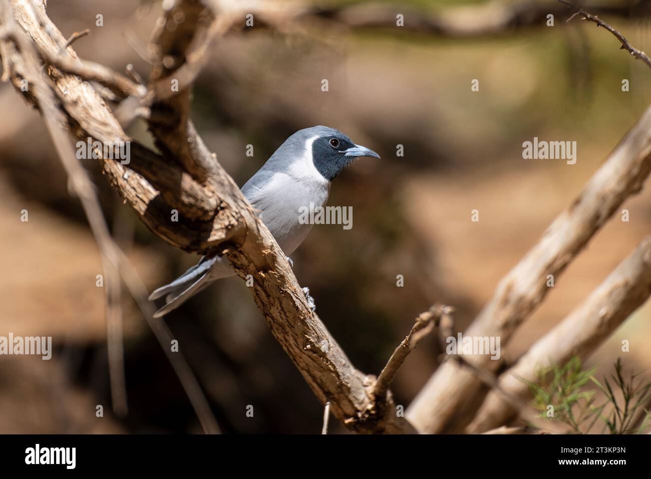 Woodswallow tree hi-res stock photography and images - Alamy