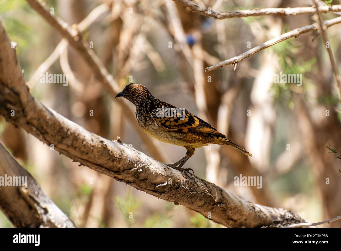 Bowerbird feather hi-res stock photography and images - Alamy